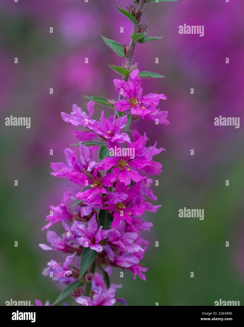 Selective focus of a purple flower Stock Photo - Alamy