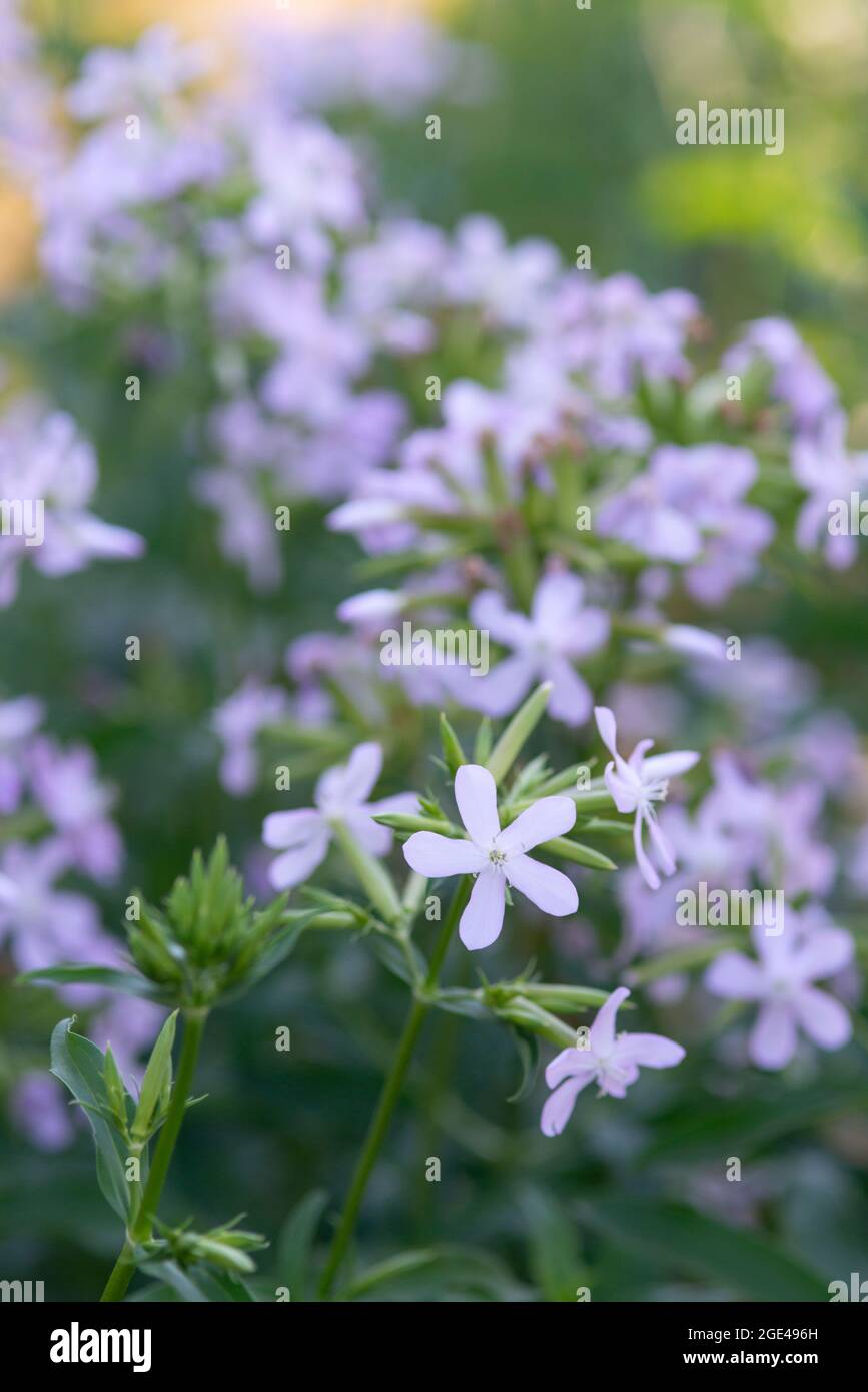 Saponaria officinalis hi-res stock photography and images - Alamy