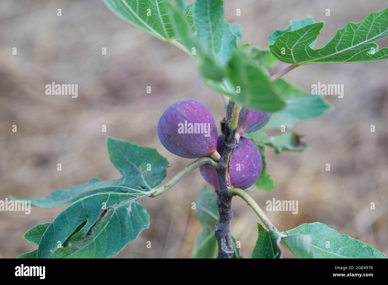 Bunch of fig fruits hi-res stock photography and images - Alamy