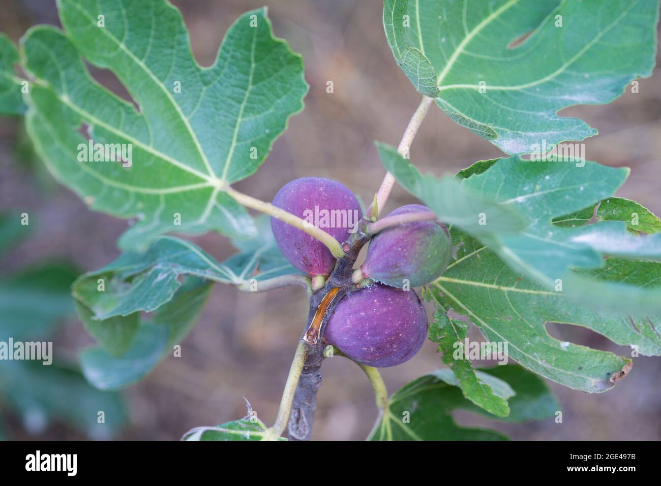 Bunch of fig fruits hi-res stock photography and images - Alamy