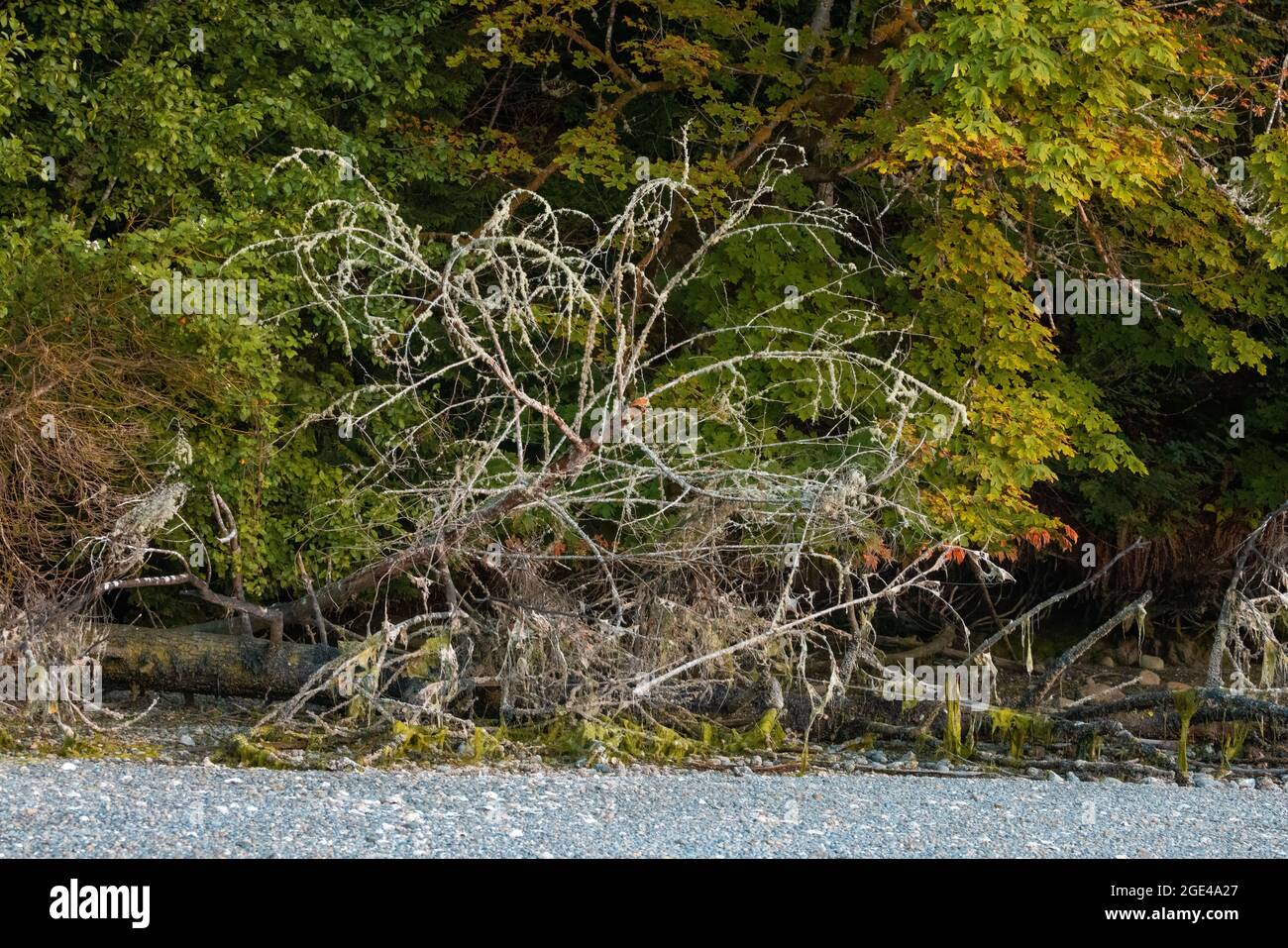 dead bramble of driftwood and moss on rocky beach Stock Photo - Alamy