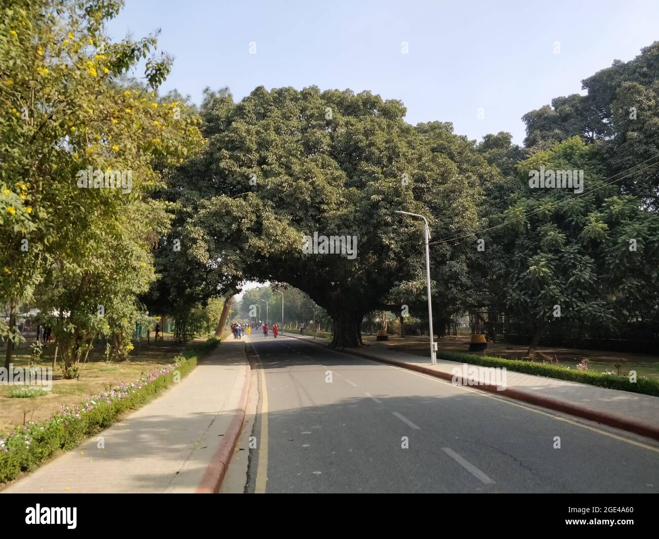Road covered with greenery. covered with trees arch Stock Photo - Alamy