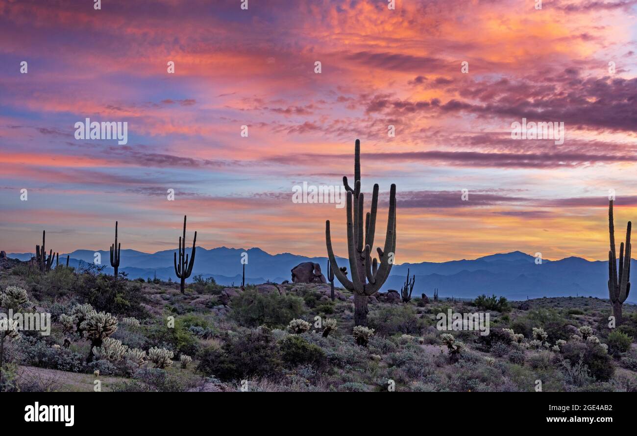 A Colorful Desert sunrise Landscape image in Arizona with saguaro ...