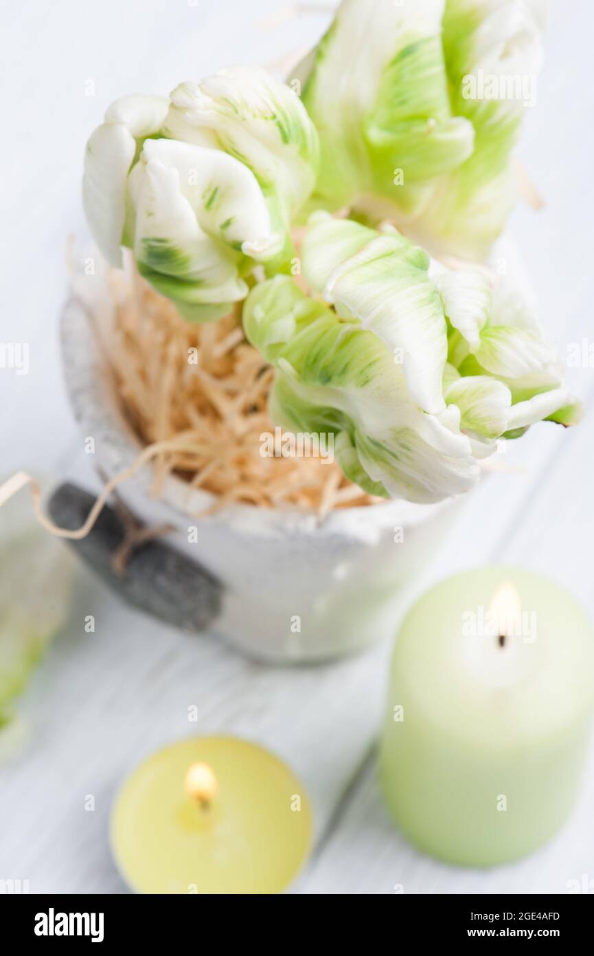 Easter greeting card with green tulips, lit candles. country cottage rustic style. valentine's ...