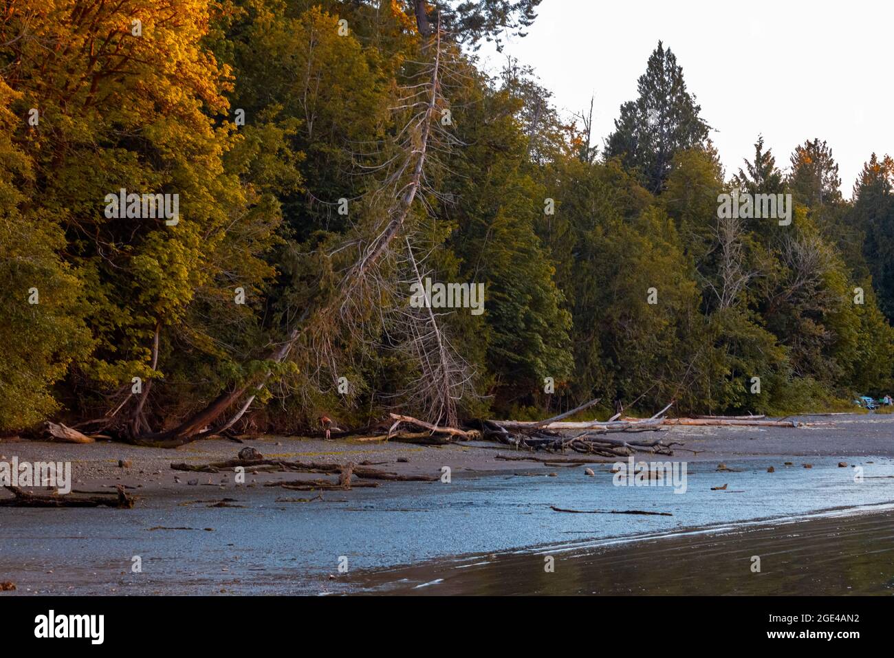 tall cedar forest in golden late afternoon sun in summer on beach Stock ...