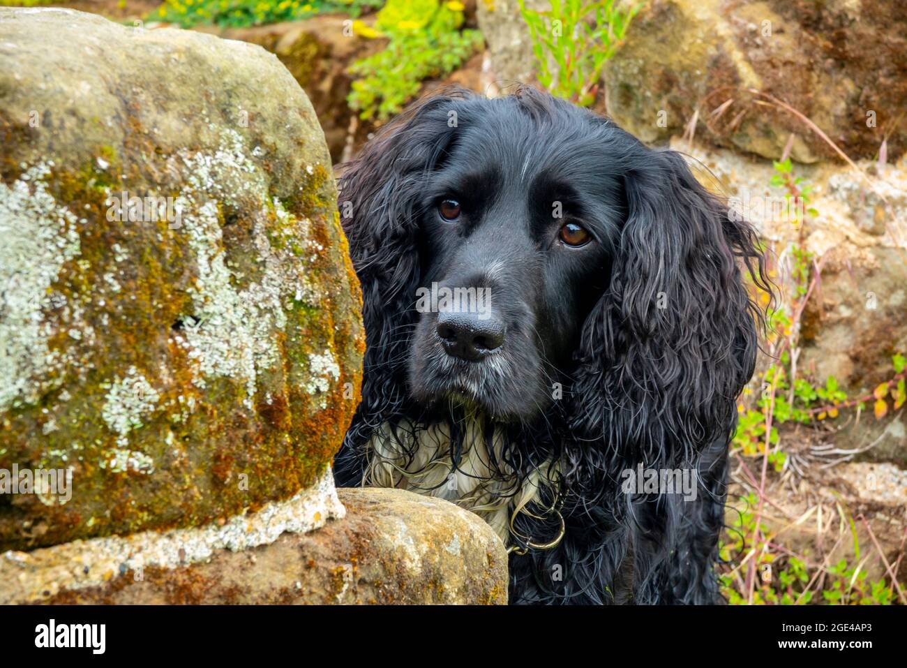 Working cocker spaniel with black hair looking through a gap in a stone ...