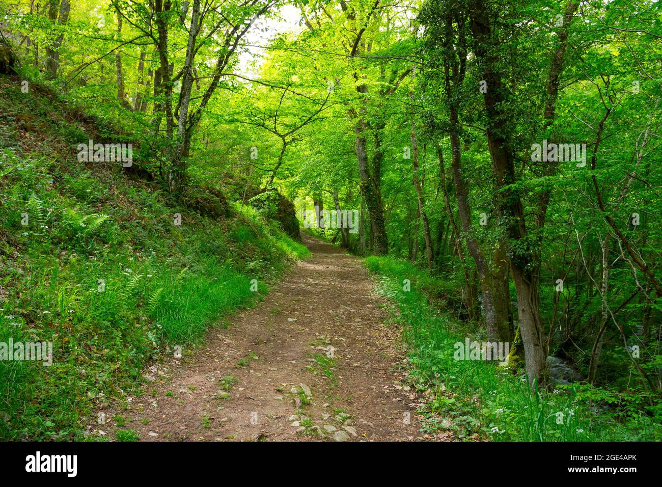 Path in the green forest in spring Stock Photo - Alamy