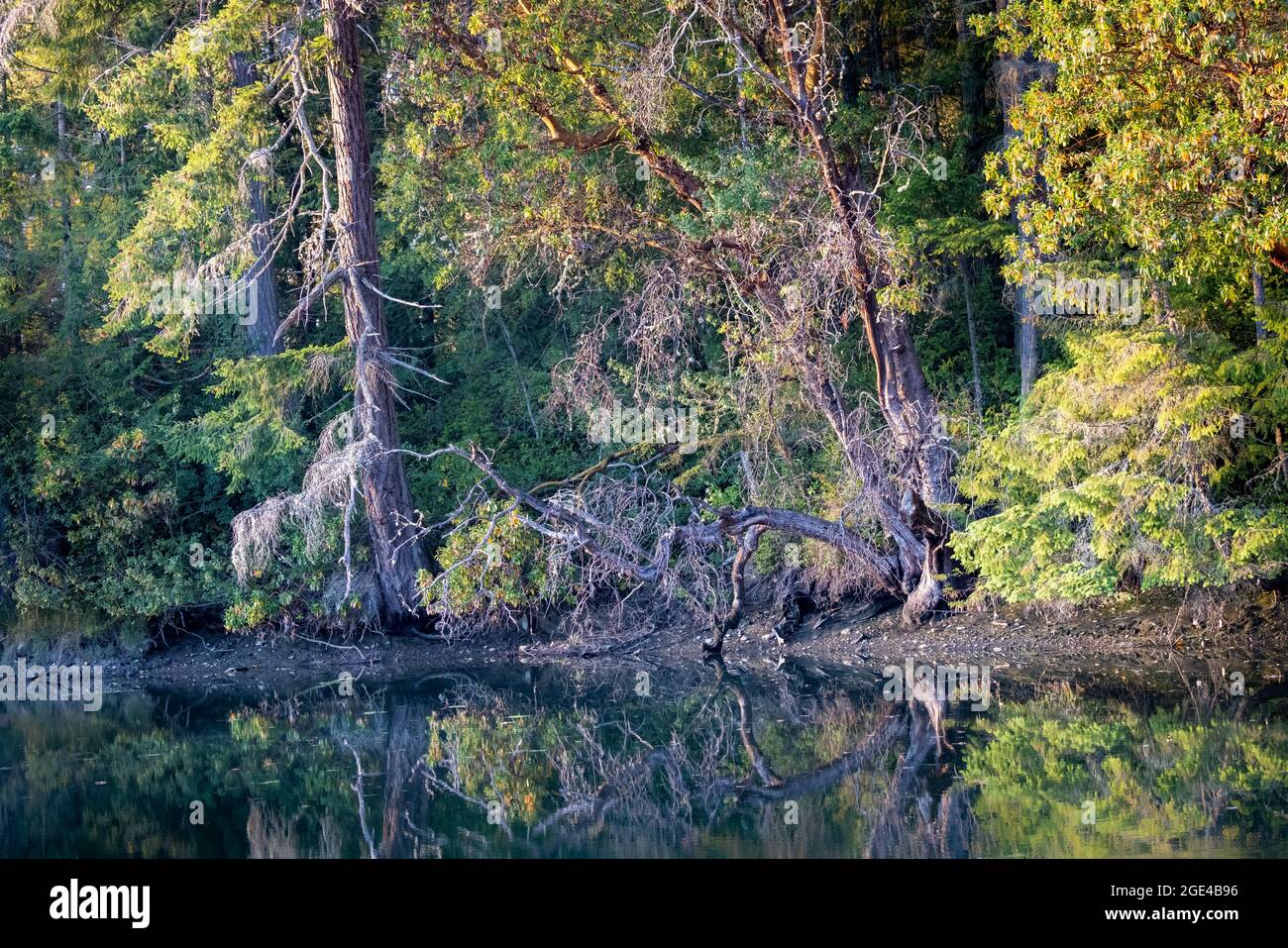 Small pond trees bushes hi-res stock photography and images - Alamy