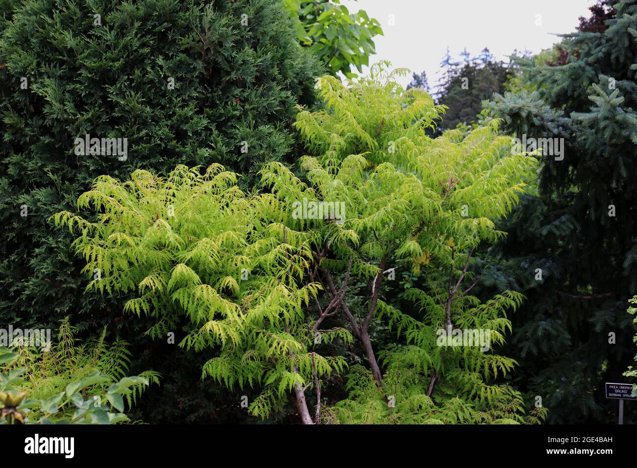 A Sumac, Evergreen and Juniper at a park in Hales Corners, Wisconsin ...