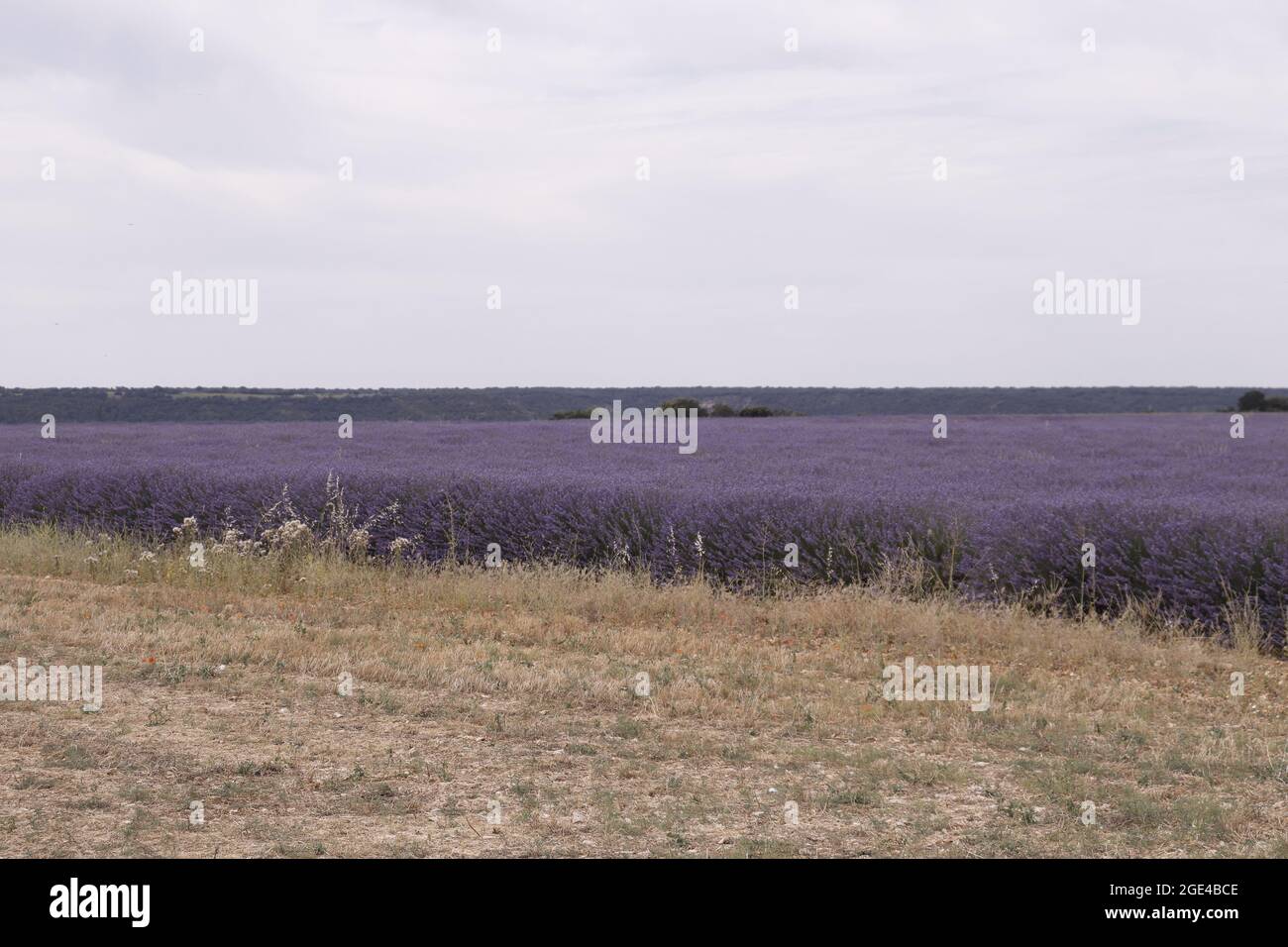 Cloudy sky over lavender hi-res stock photography and images - Alamy