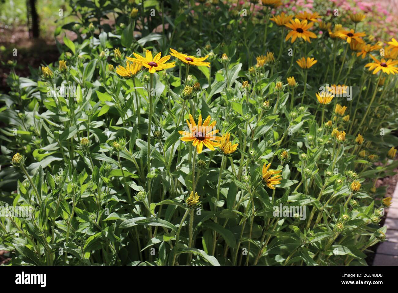 A mass planting of Indian Summer Black Eyed Susan flowers and buds in a ...