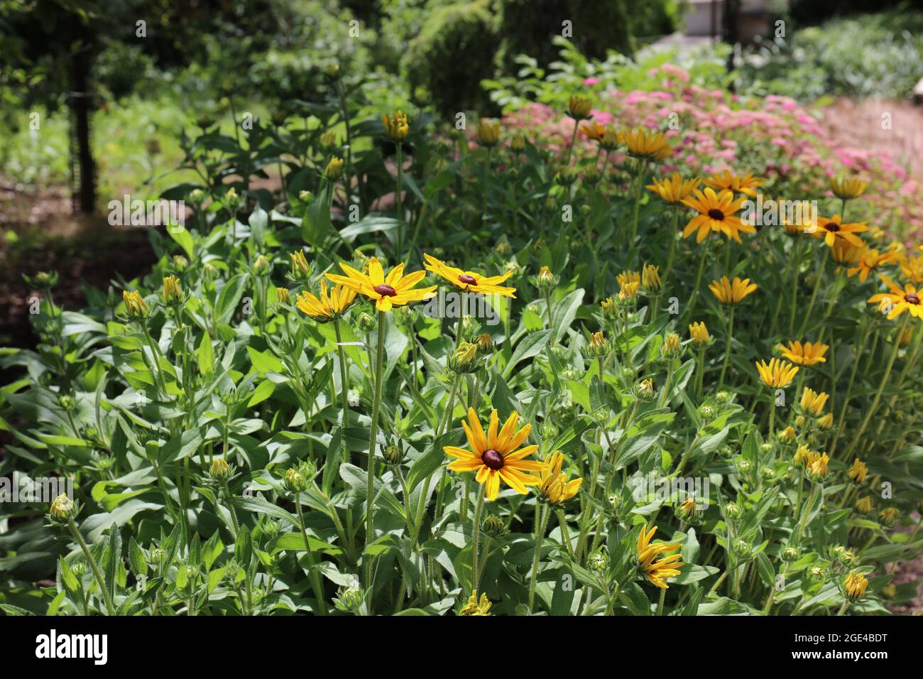 A mass planting of Indian Summer Black Eyed Susan flowers and buds in a ...
