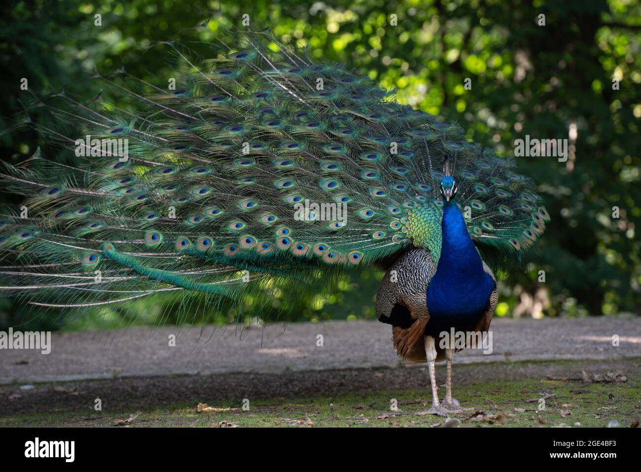 Peacock ornithology bird hi-res stock photography and images - Alamy