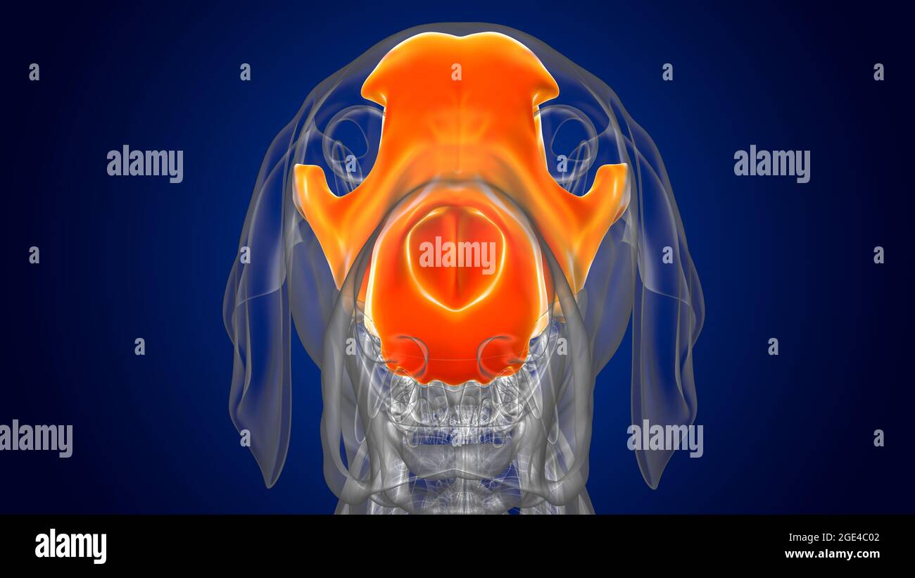 Canine cranium hi-res stock photography and images - Alamy