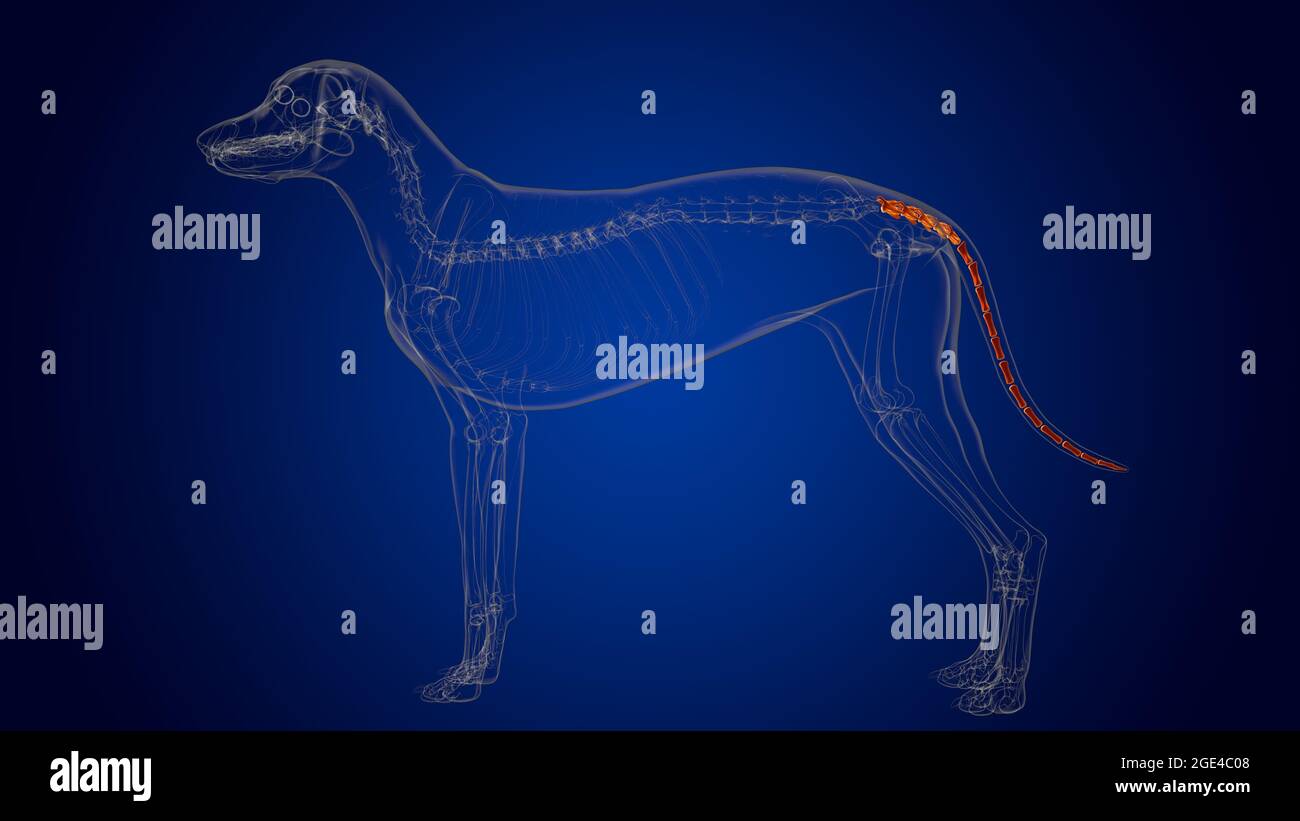 Dog Caudal Vertebrae