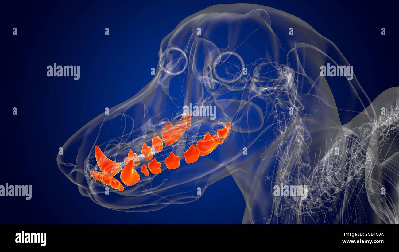 Dog lower teeth Anatomy For Medical Concept 3D Illustration Stock Photo ...