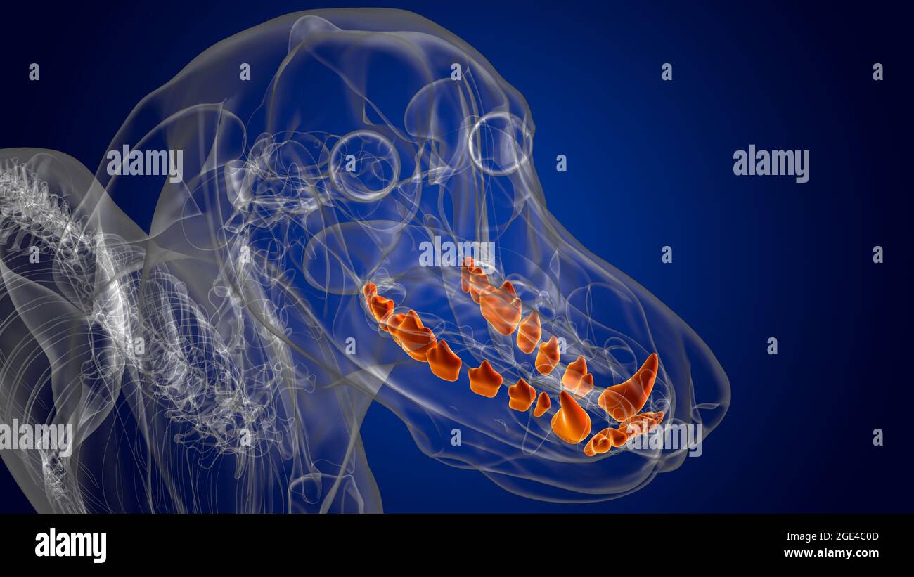 Dog lower teeth Anatomy For Medical Concept 3D Illustration Stock Photo ...