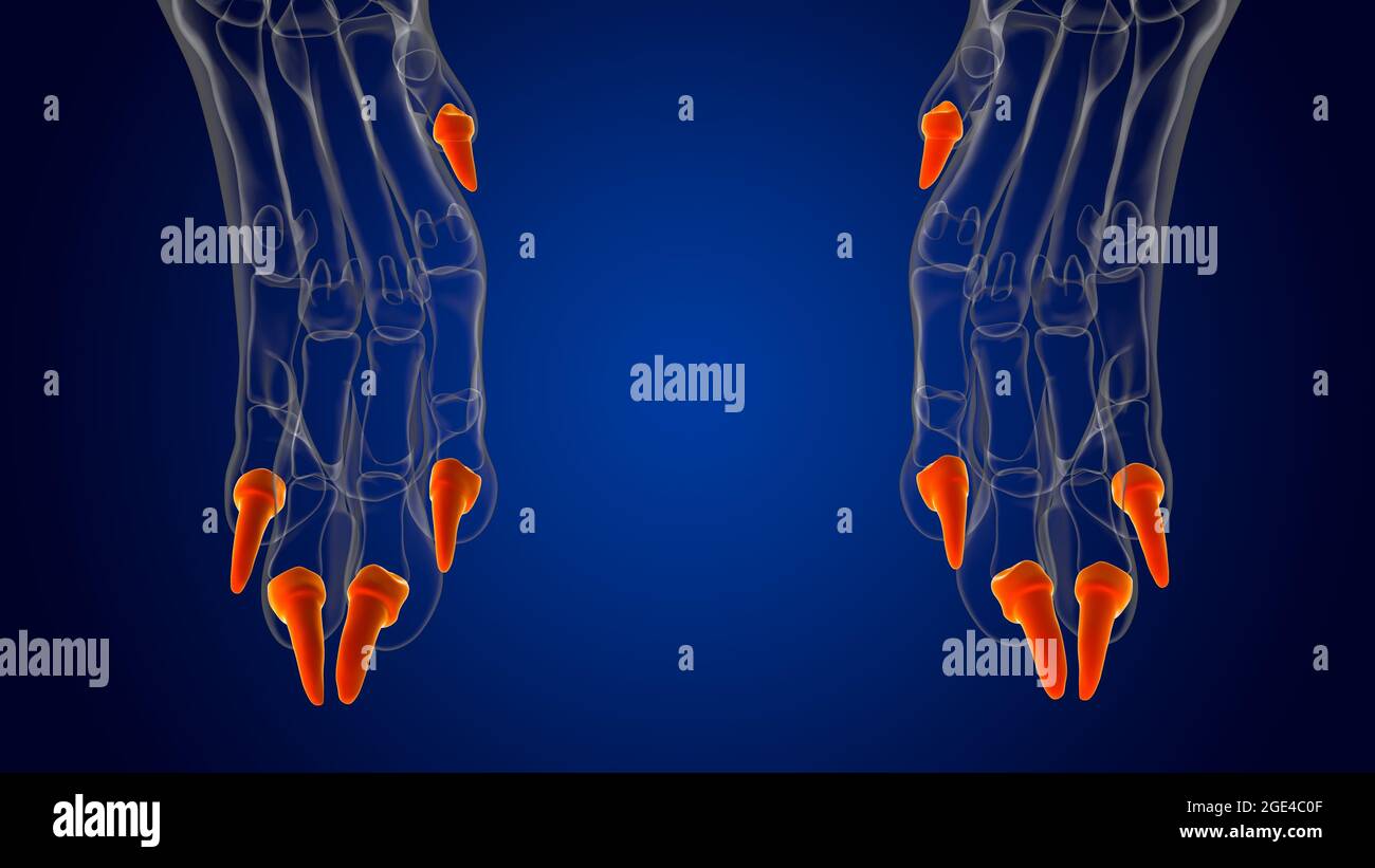Distal Phalanx Bones Dog skeleton Anatomy For Medical Concept 3D ...