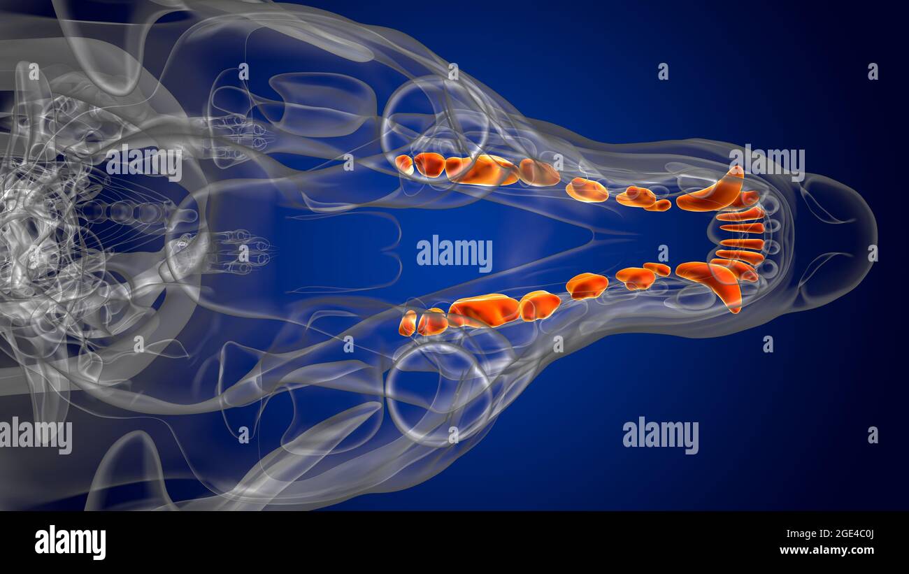 Dog lower teeth Anatomy For Medical Concept 3D Illustration Stock Photo ...