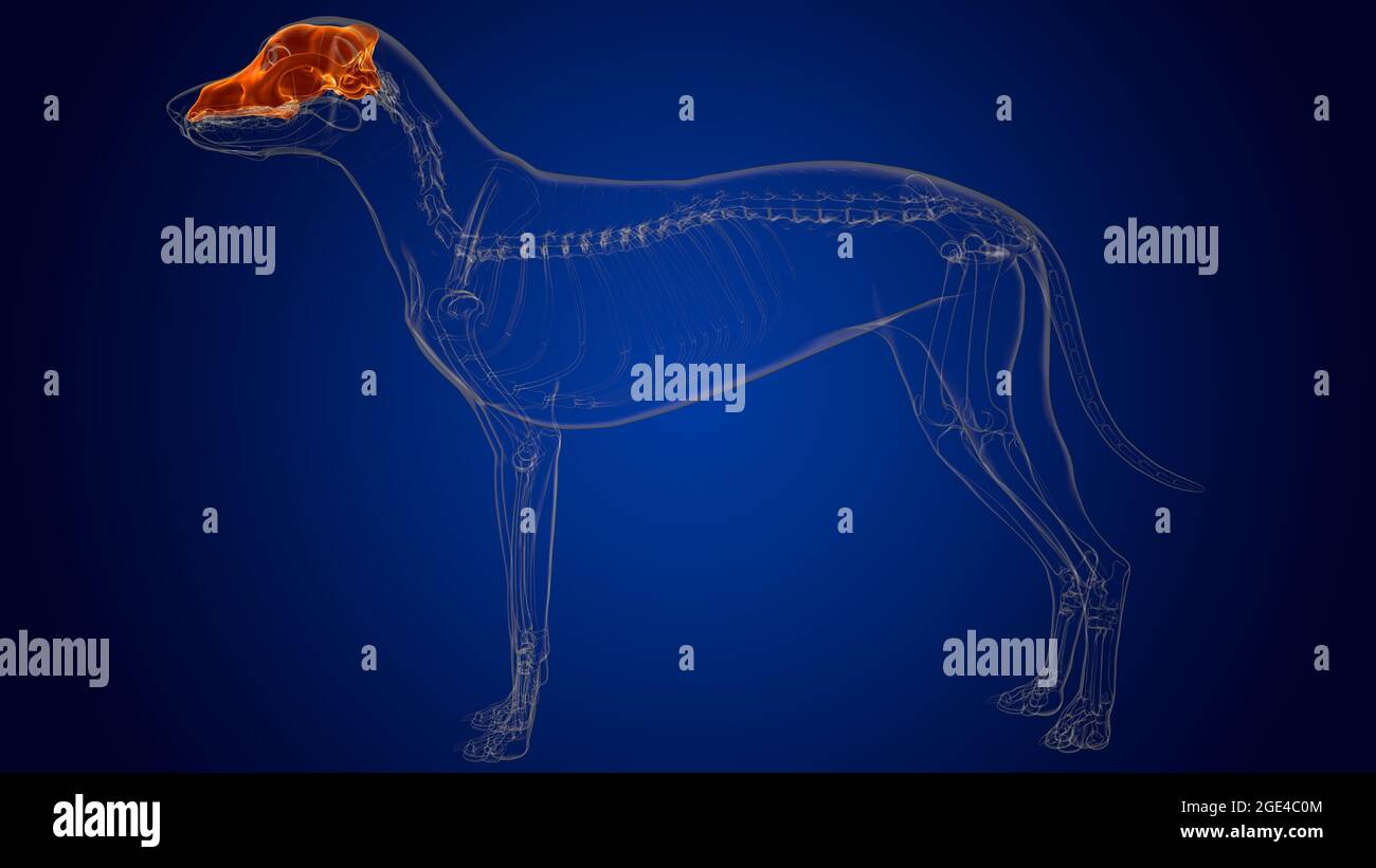 Cranium Bones Dog skeleton Anatomy For Medical Concept 3D Illustration ...