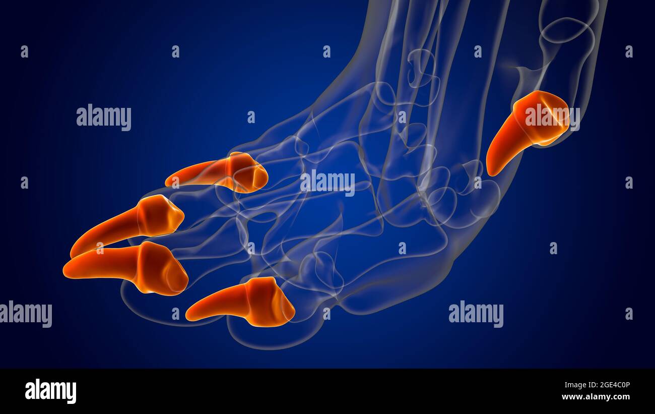 Distal Phalanx Bones Dog skeleton Anatomy For Medical Concept 3D ...