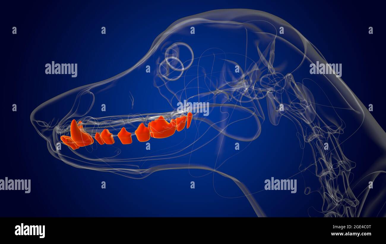 Dog lower teeth Anatomy For Medical Concept 3D Illustration Stock Photo ...