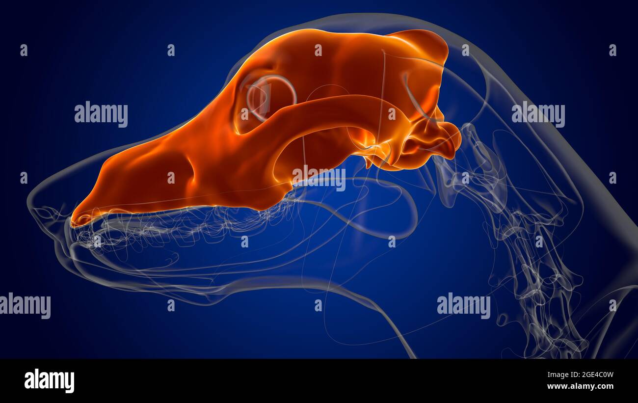 Cranium Bones Dog skeleton Anatomy For Medical Concept 3D Illustration ...