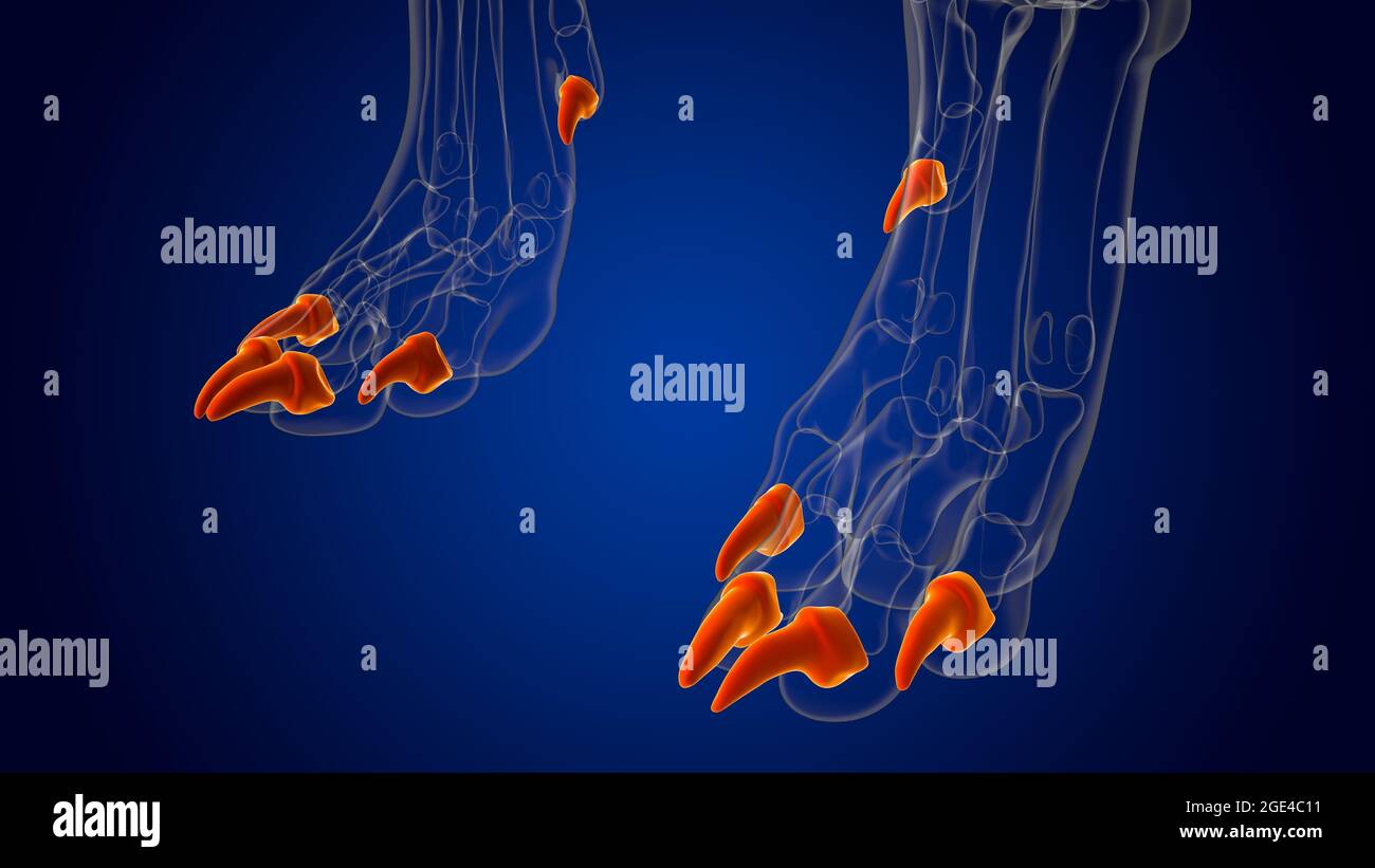 Distal Phalanx Bones Dog skeleton Anatomy For Medical Concept 3D ...