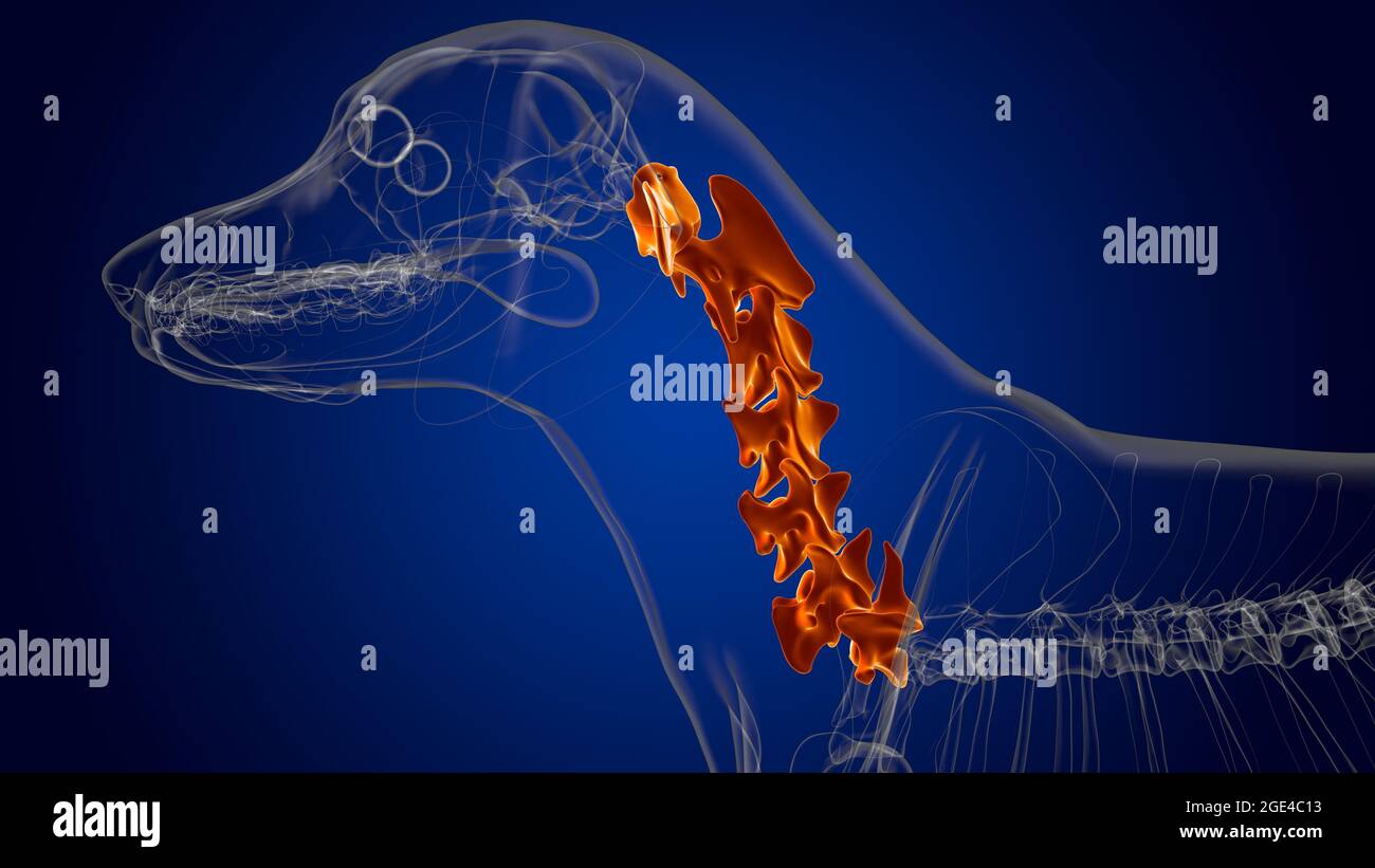 Canine Cervical Vertebrae