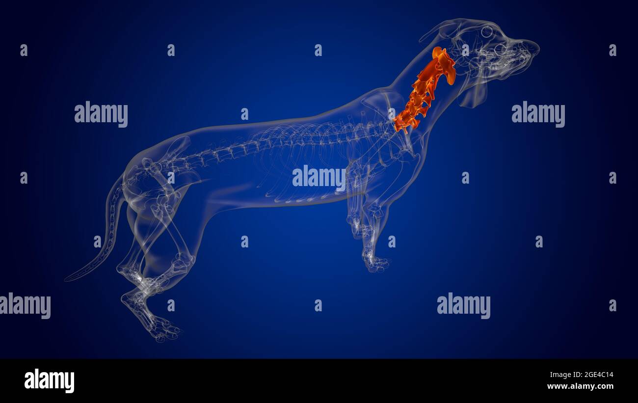 Cervical Vertebrae Bones Dog skeleton Anatomy For Medical Concept 3D ...