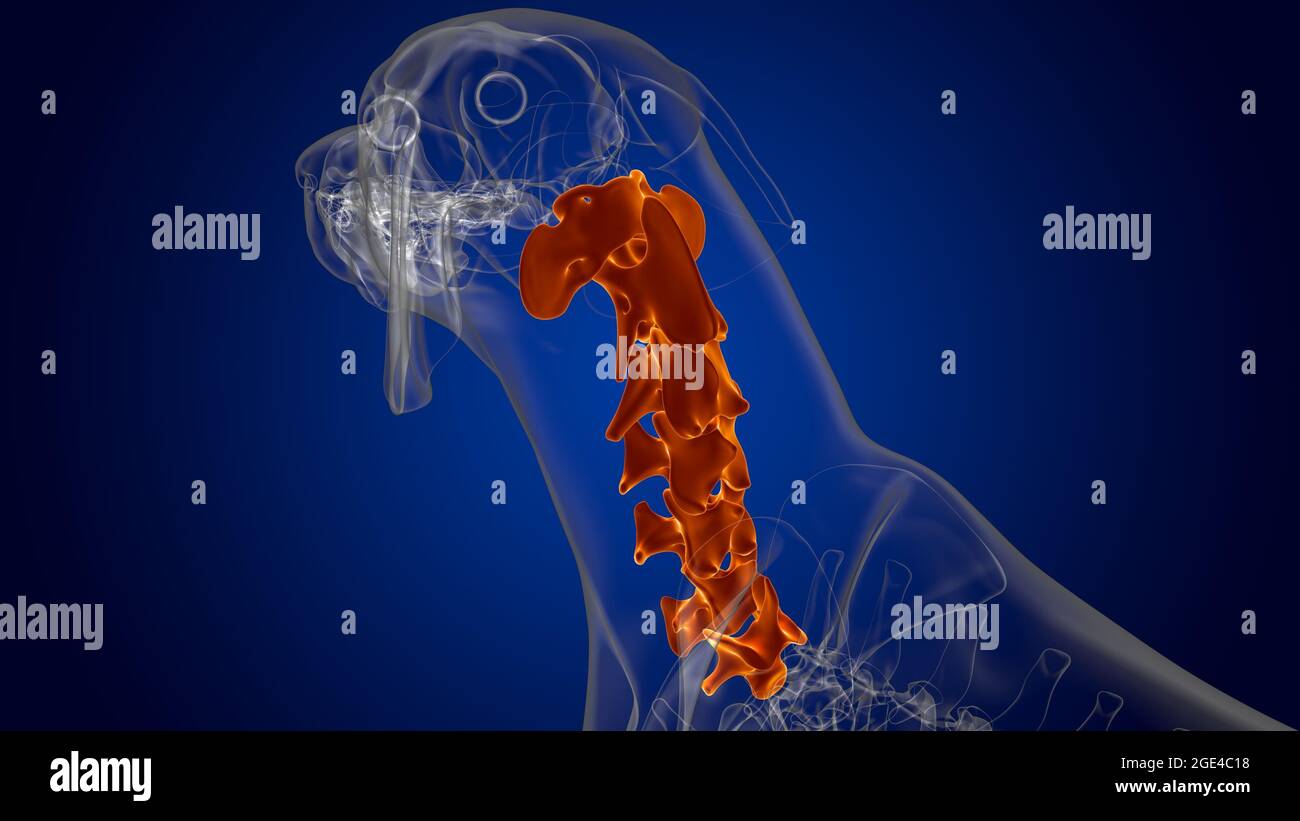 Cervical Vertebrae Bones Dog skeleton Anatomy For Medical Concept 3D ...