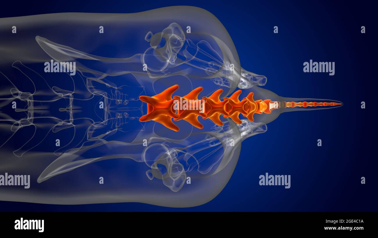 Caudal Vertebrae Bones Dog skeleton Anatomy For Medical Concept 3D ...