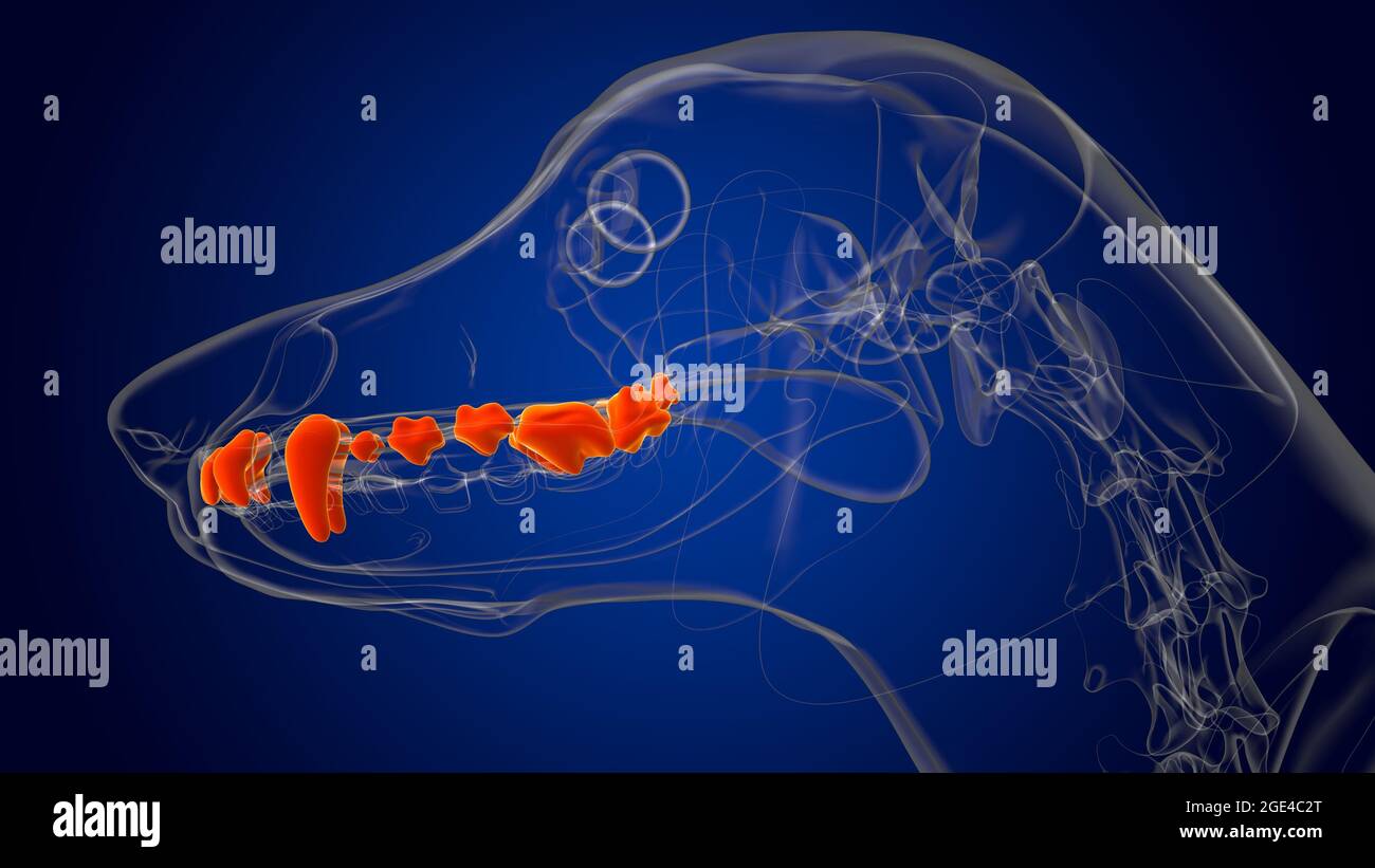 Dog upper teeth Anatomy For Medical Concept 3D Illustration Stock Photo ...