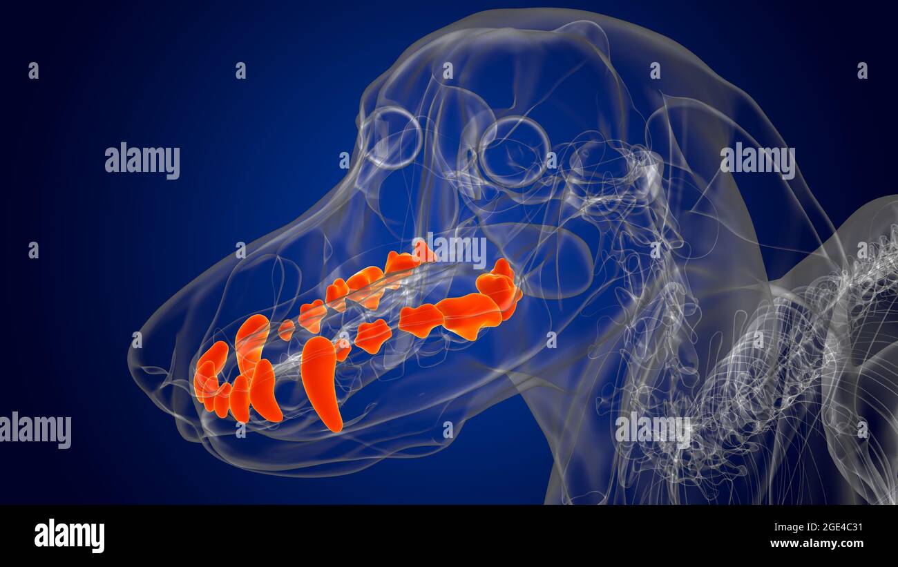Dog upper teeth Anatomy For Medical Concept 3D Illustration Stock Photo ...