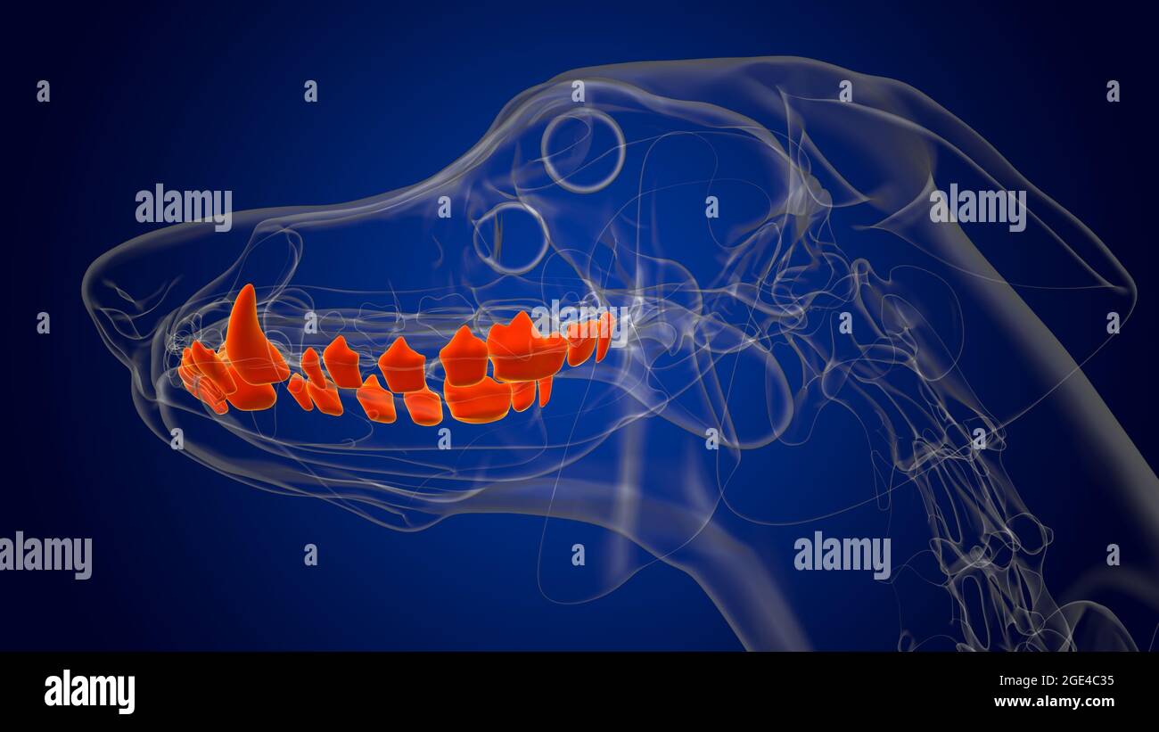 Dog lower teeth Anatomy For Medical Concept 3D Illustration Stock Photo ...