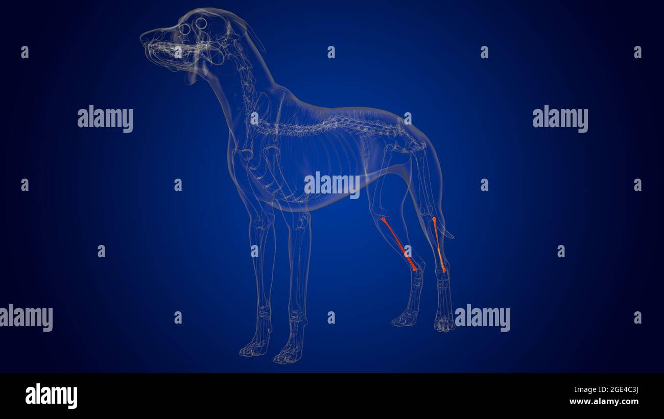 Fibula Bones Dog skeleton Anatomy For Medical Concept 3D Illustration ...