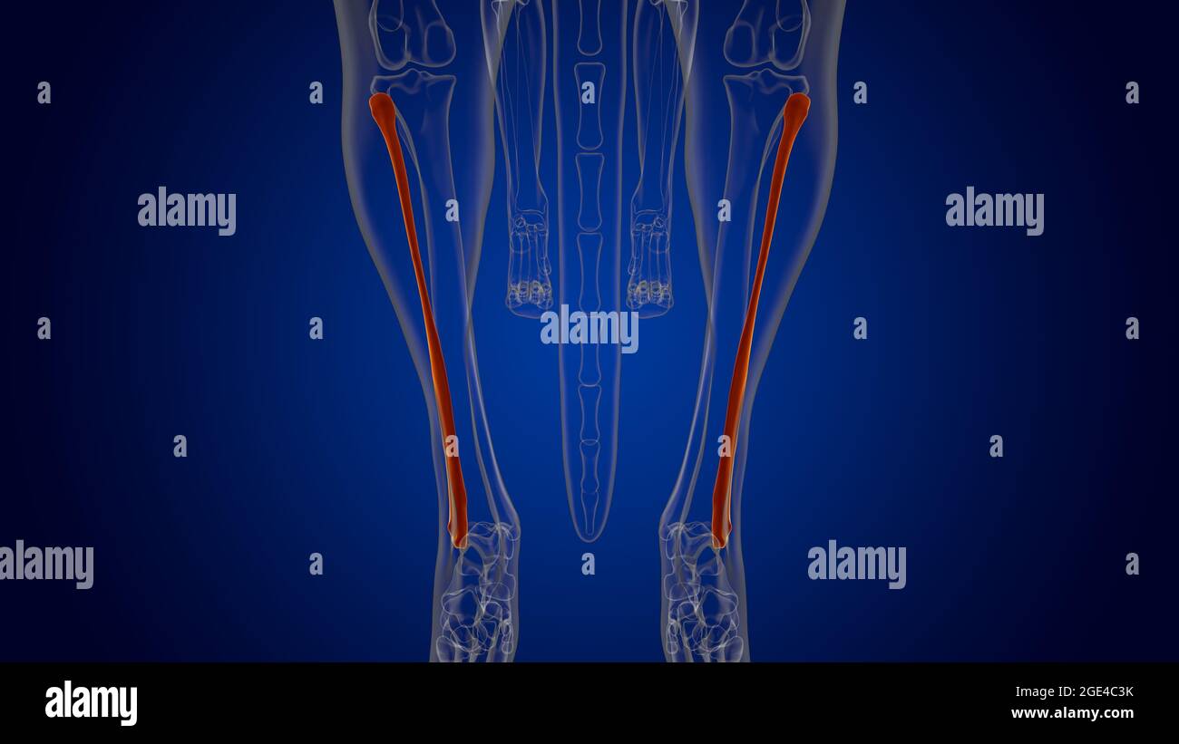 Fibula Bones Dog skeleton Anatomy For Medical Concept 3D Illustration ...
