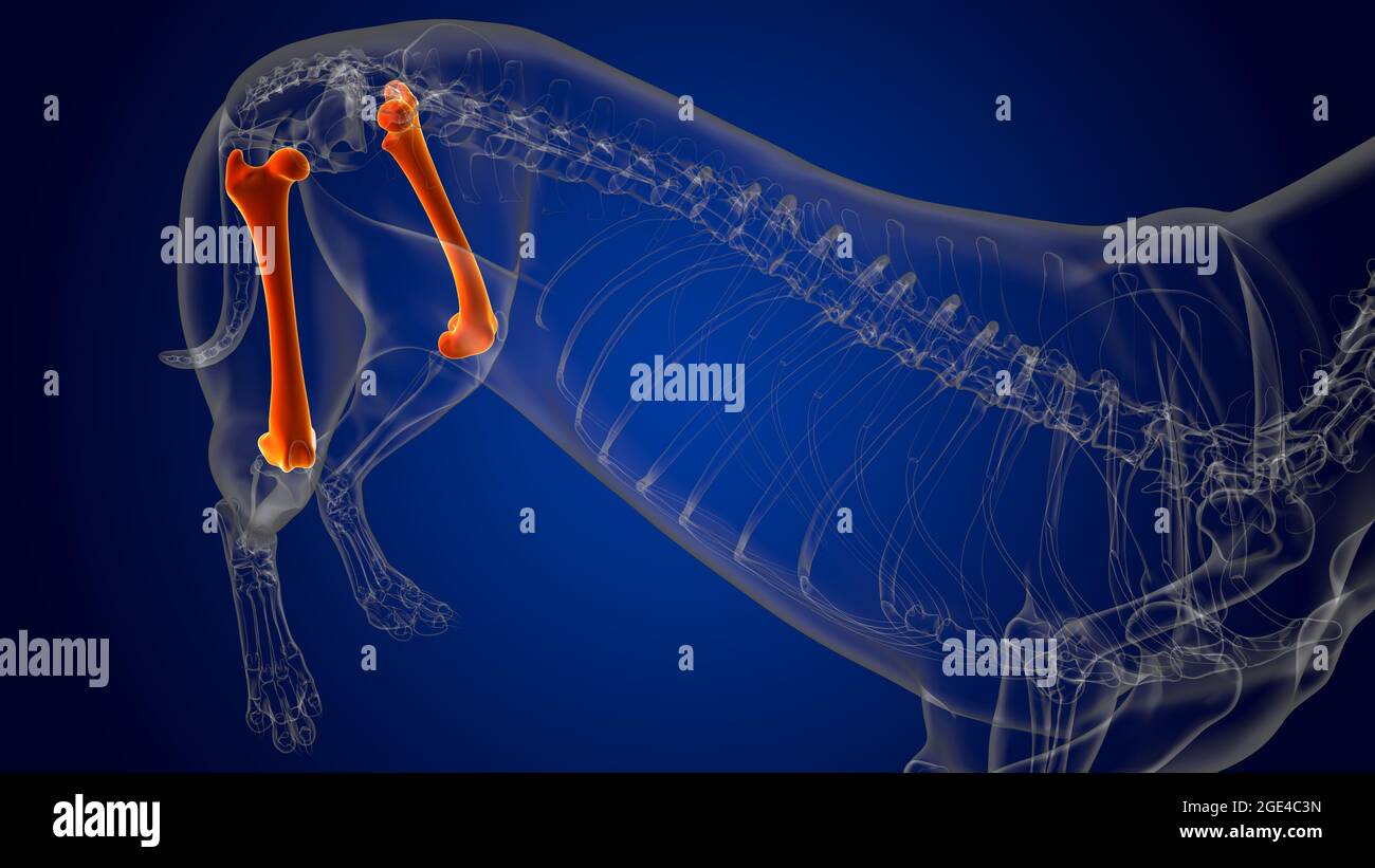 Anatomy dog patella hi-res stock photography and images - Alamy