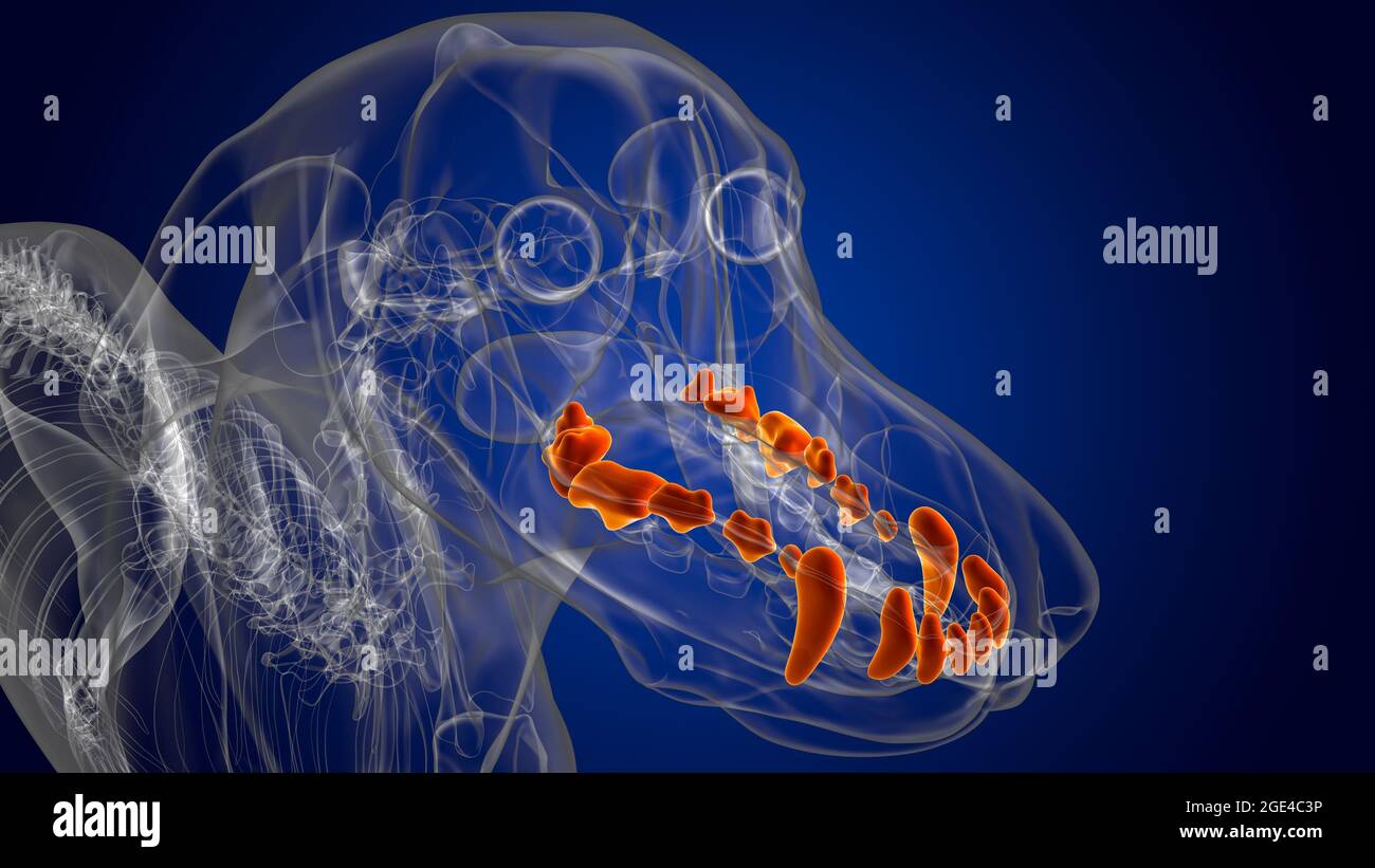 Dog upper teeth Anatomy For Medical Concept 3D Illustration Stock Photo ...