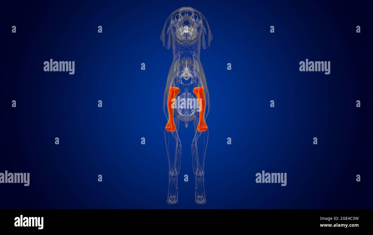 Humerus Bones Dog skeleton Anatomy For Medical Concept 3D Illustration ...