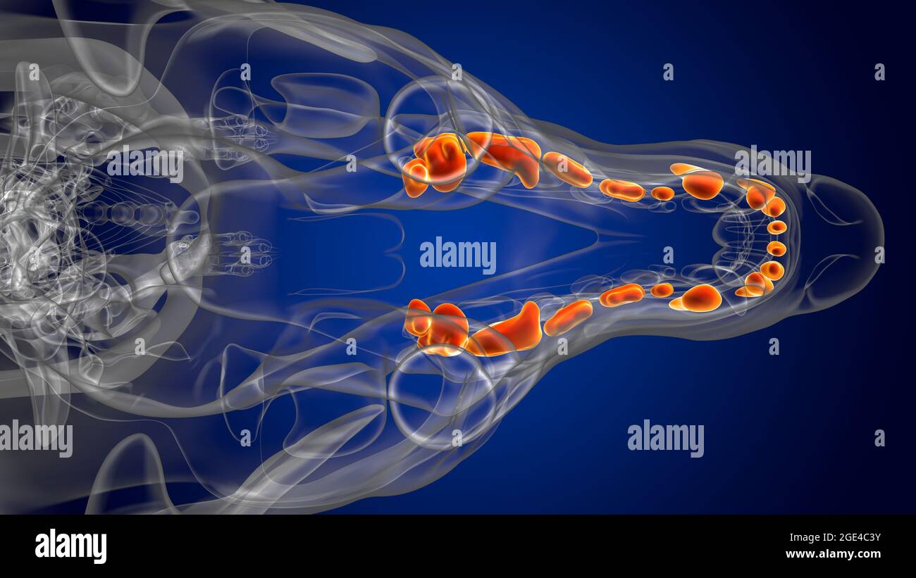 Dog upper teeth Anatomy For Medical Concept 3D Illustration Stock Photo ...