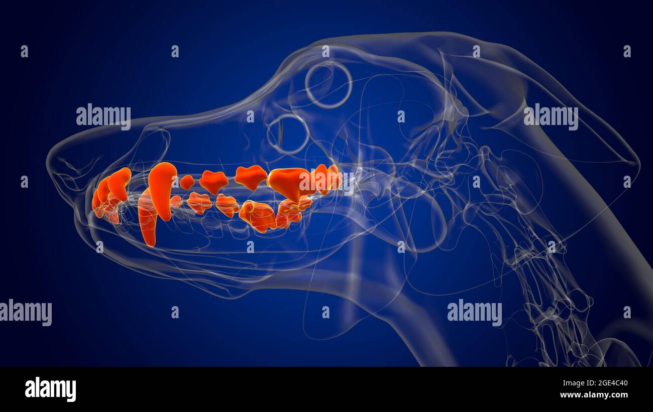 Dog upper teeth Anatomy For Medical Concept 3D Illustration Stock Photo ...