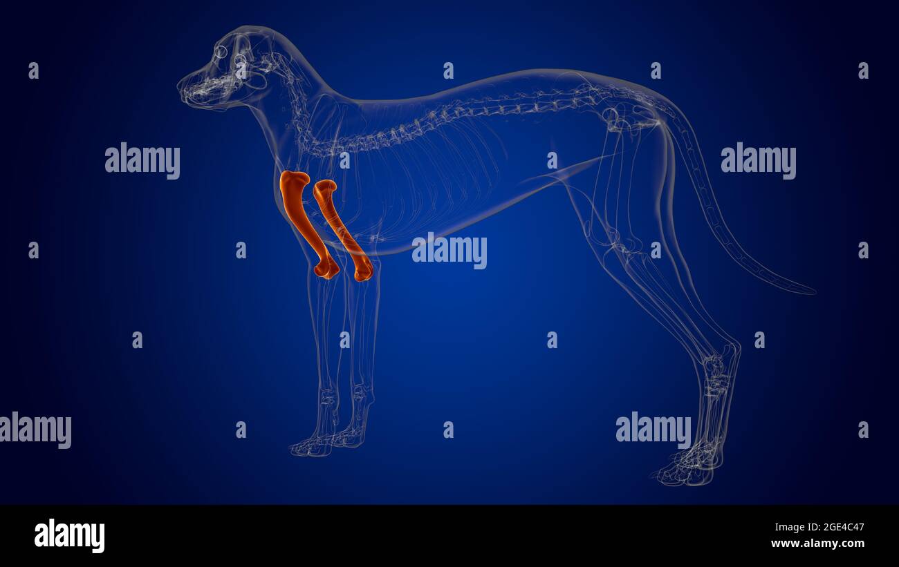 Humerus Bones Dog skeleton Anatomy For Medical Concept 3D Illustration ...