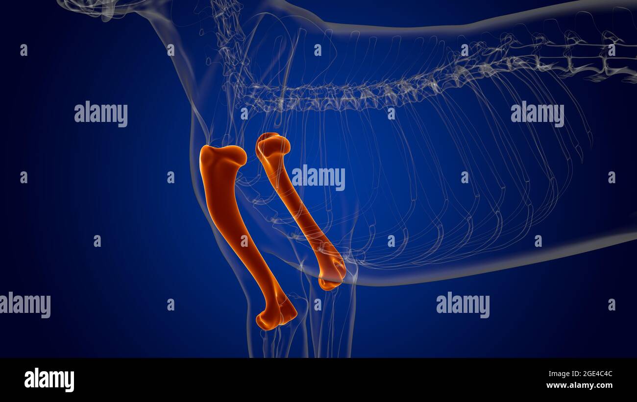 Dog Humerus Anatomy