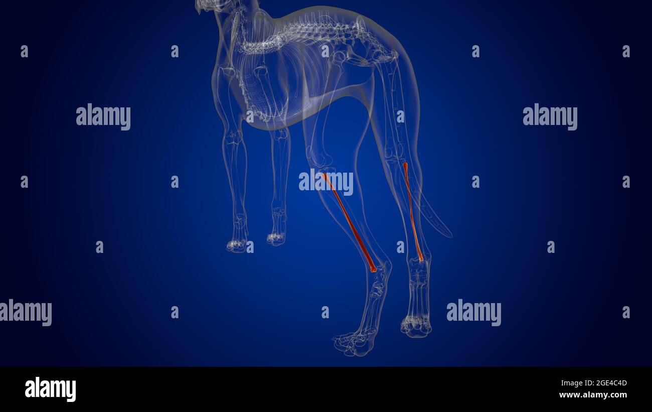 Fibula Bones Dog skeleton Anatomy For Medical Concept 3D Illustration ...