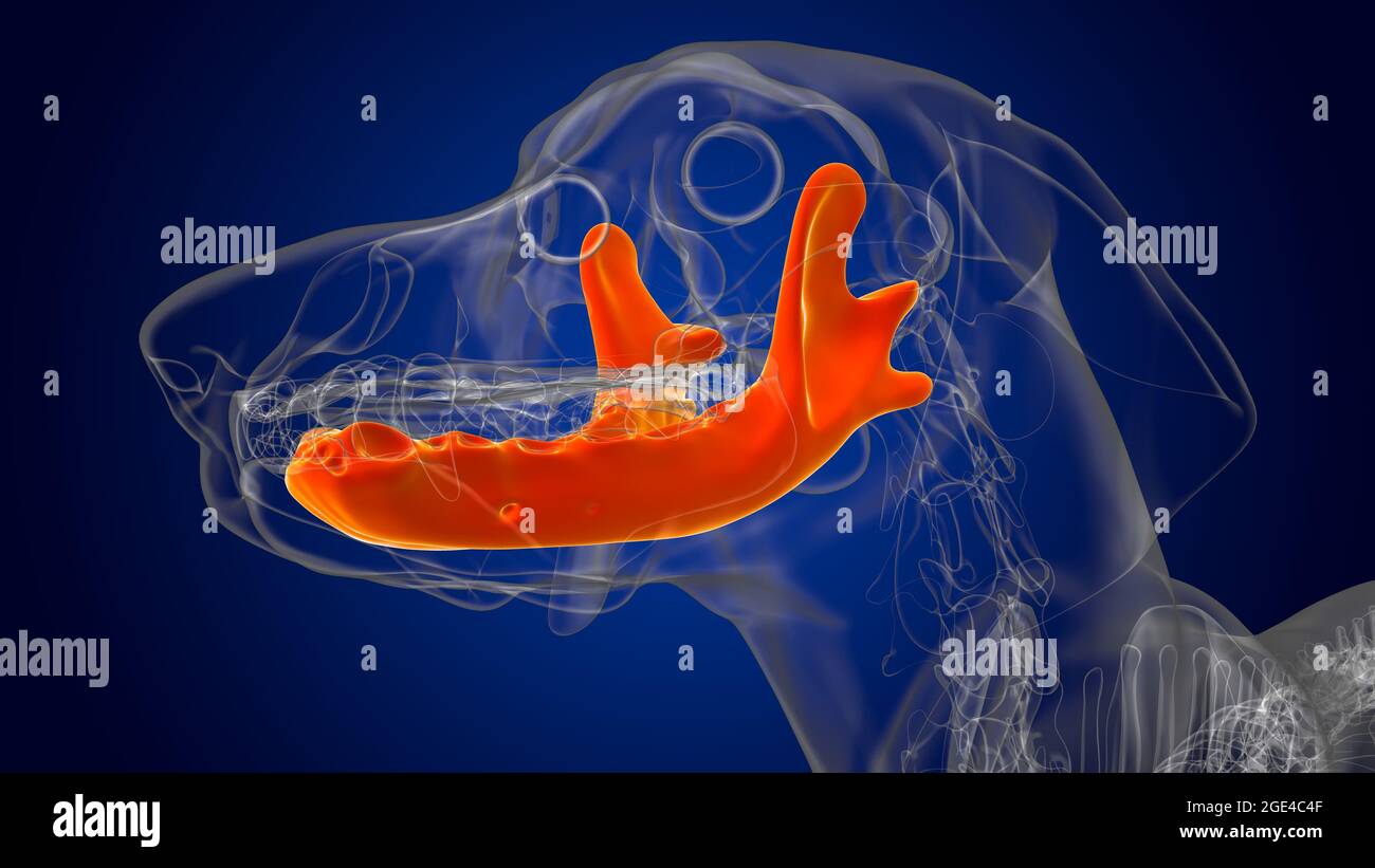 Mandible Bones Dog skeleton Anatomy For Medical Concept 3D Illustration ...