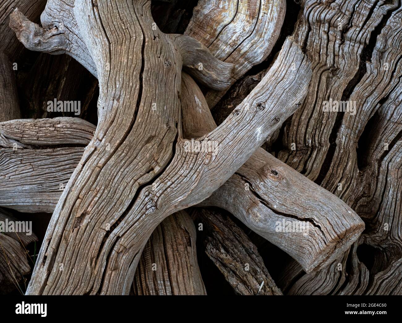 Close details of an ancient dead tree Hanbury , Worcestershire, England ...