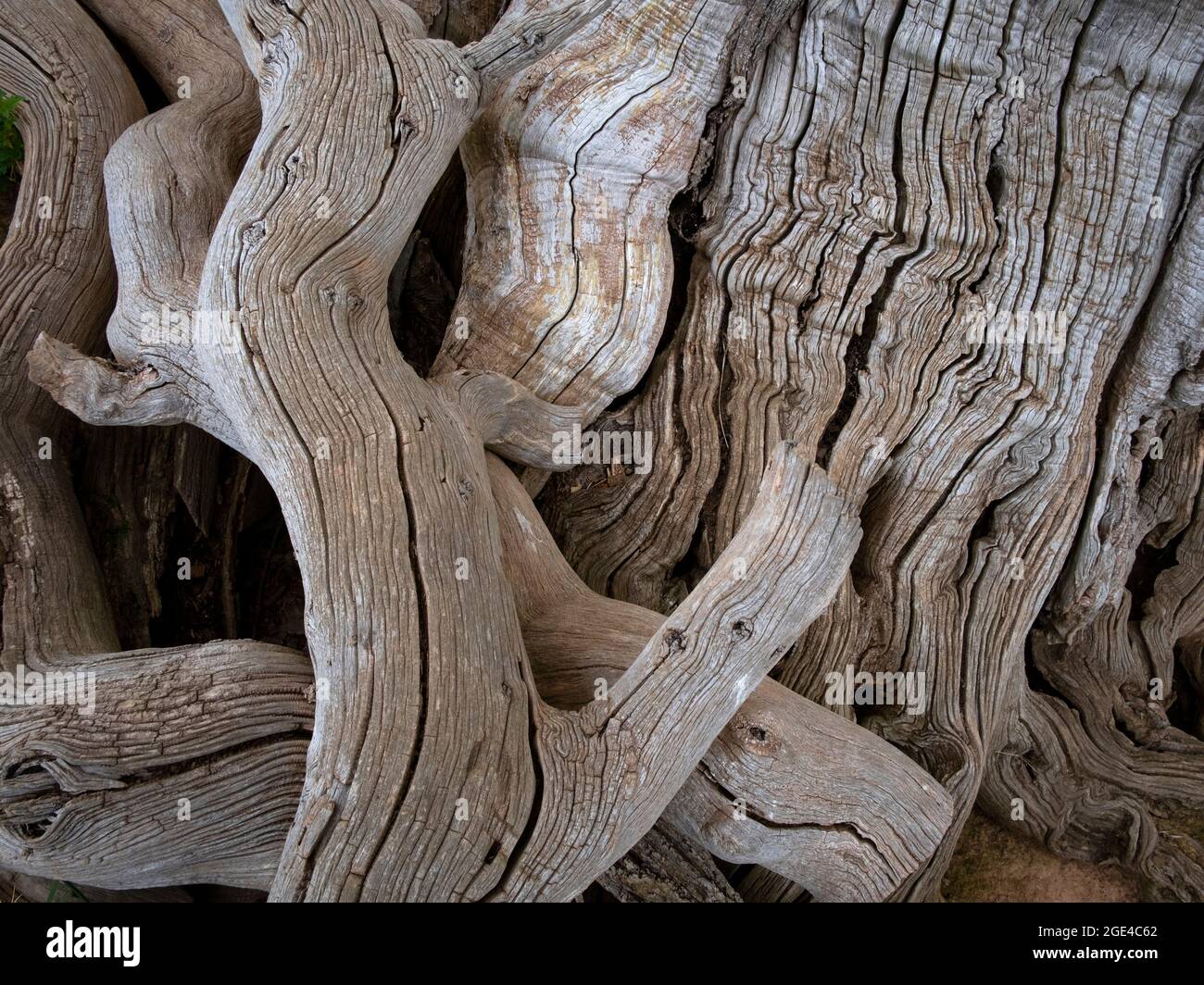 Close details of an ancient dead tree Hanbury , Worcestershire, England ...