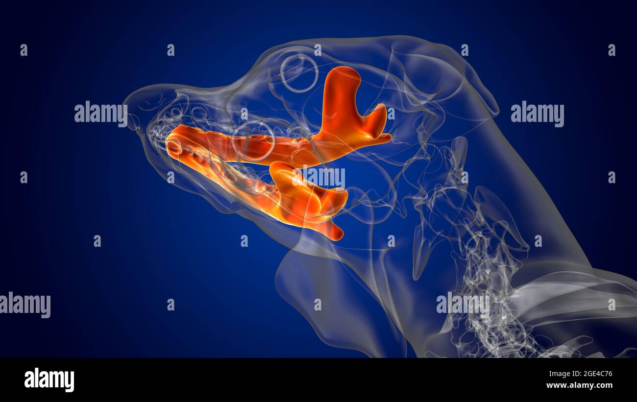 Mandible Bones Dog skeleton Anatomy For Medical Concept 3D Illustration ...
