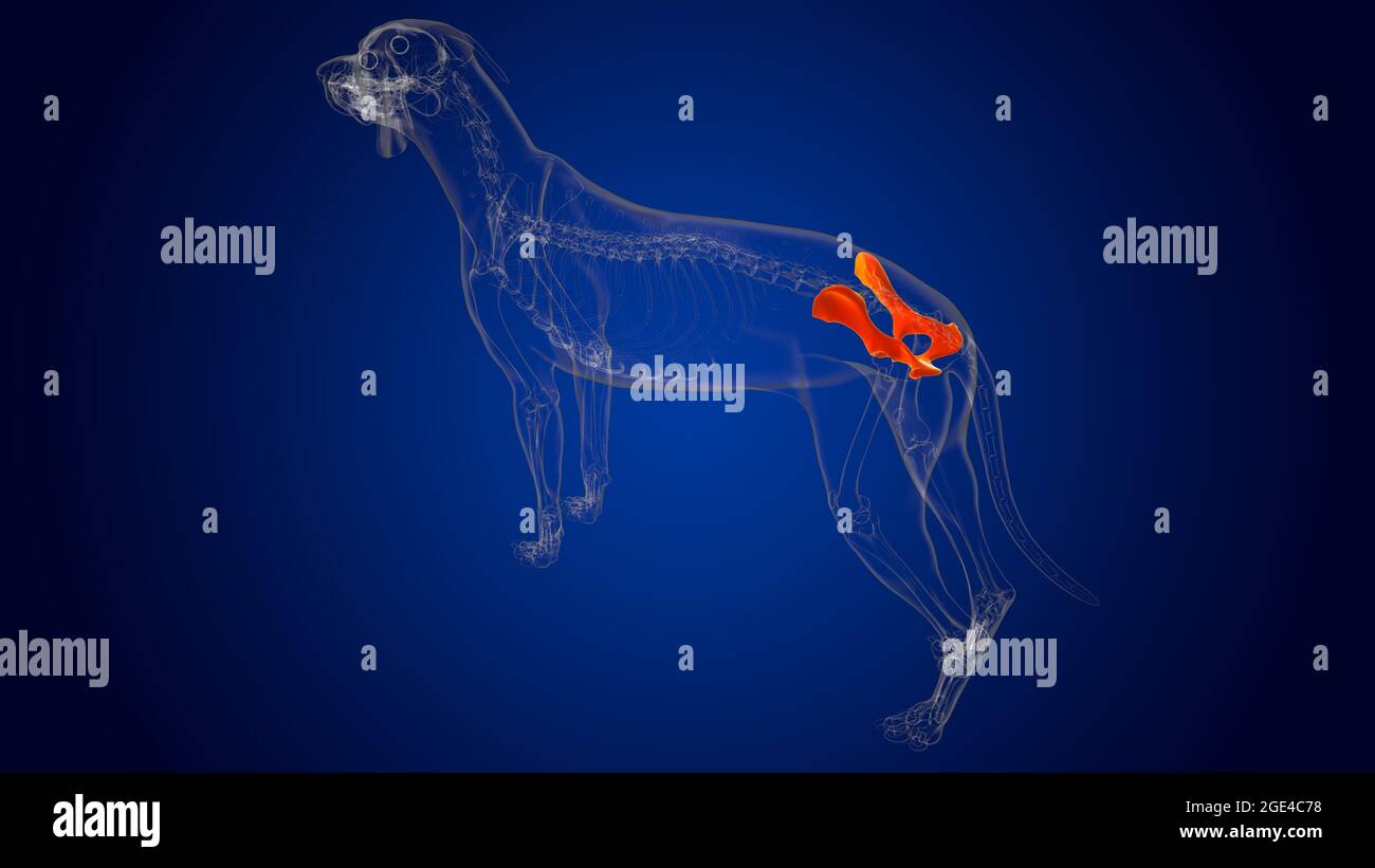 Pelvis Bones Dog skeleton Anatomy For Medical Concept 3D Illustration ...